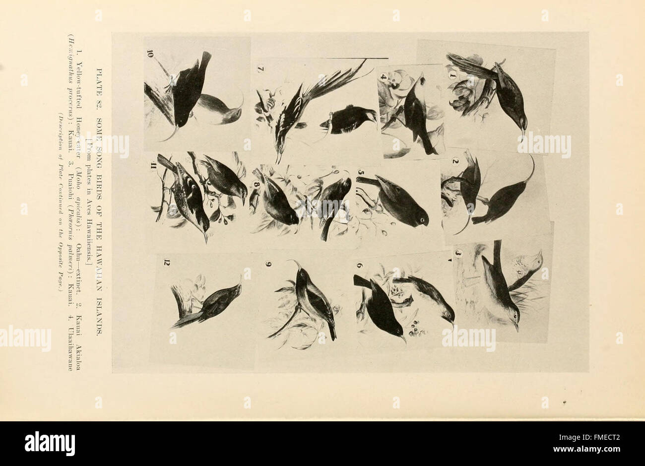 An in-depth study of the flora, fauna, and ecosystems of Hawaii ...