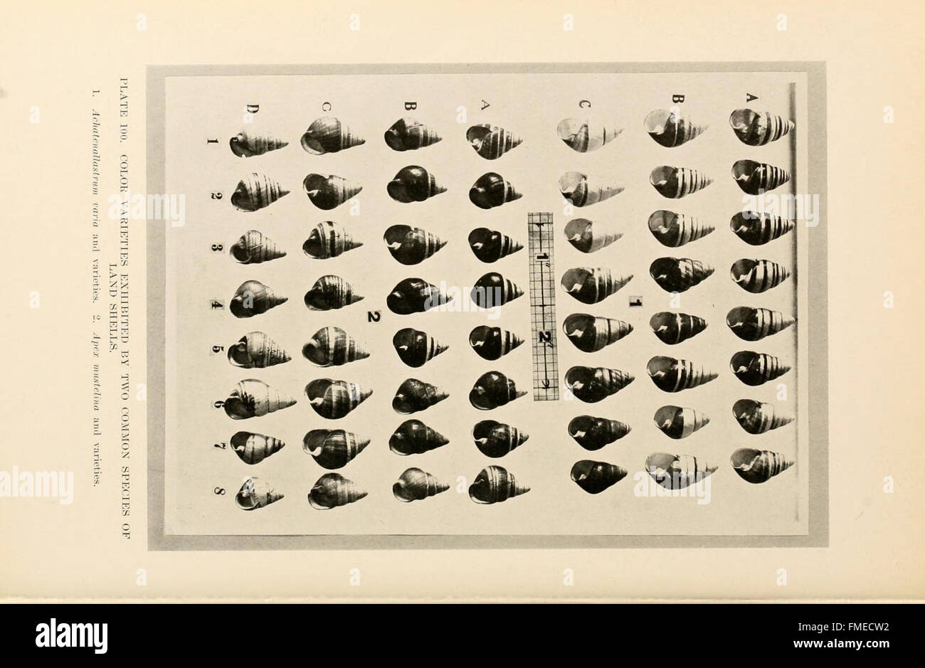 *Natural History of Hawaii* (Page 432) provides an in-depth look at the ...