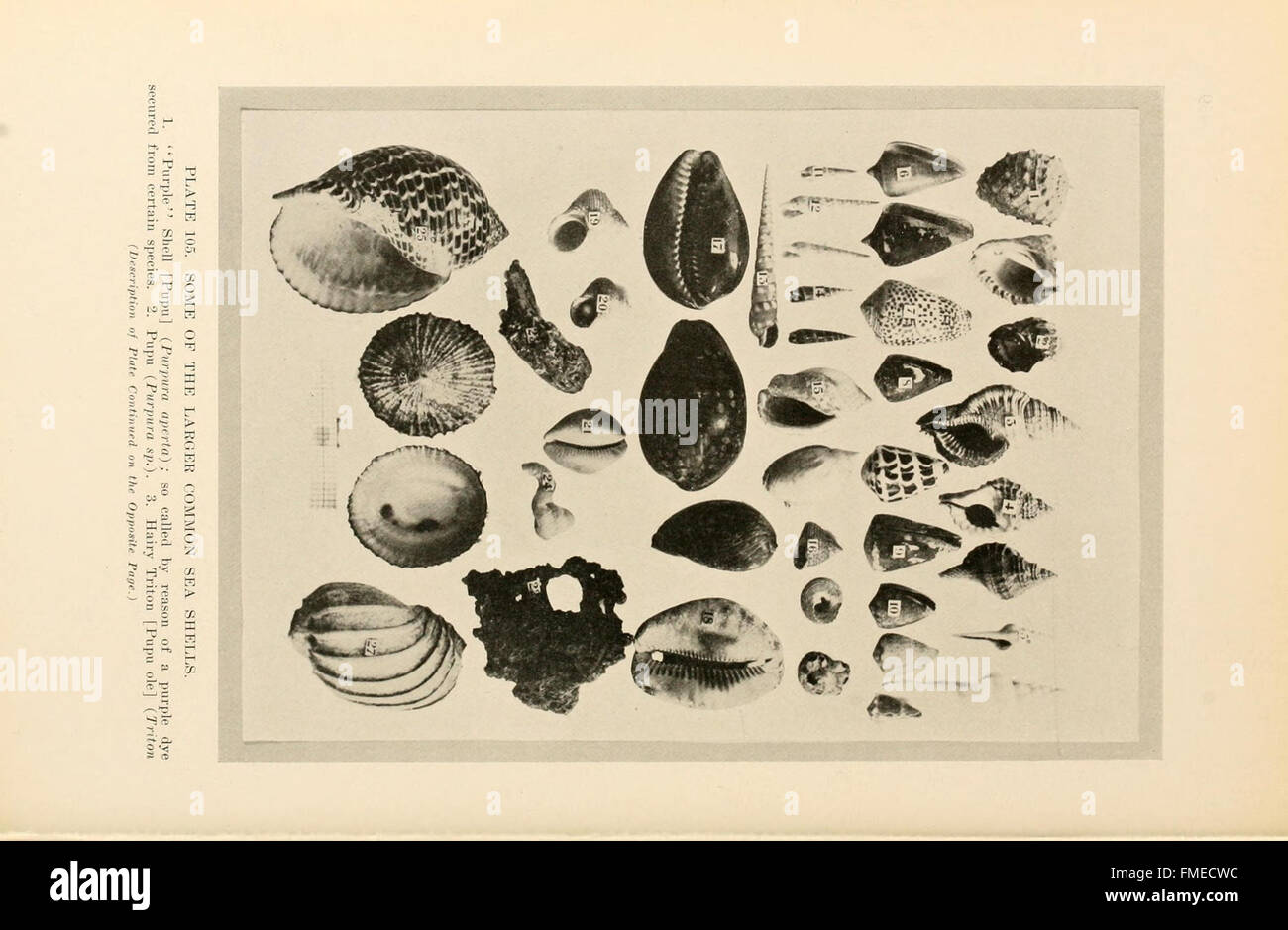 Page 460 from 'The Natural History of Hawaii' provides insights into ...