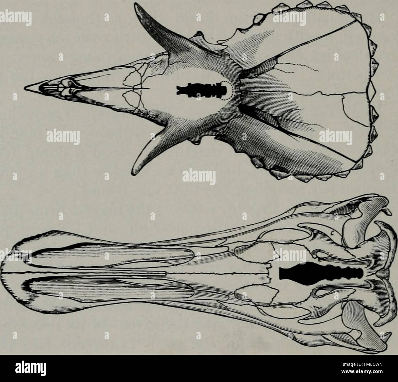 'Animals of the Past' (1922) offers an informative overview of ...