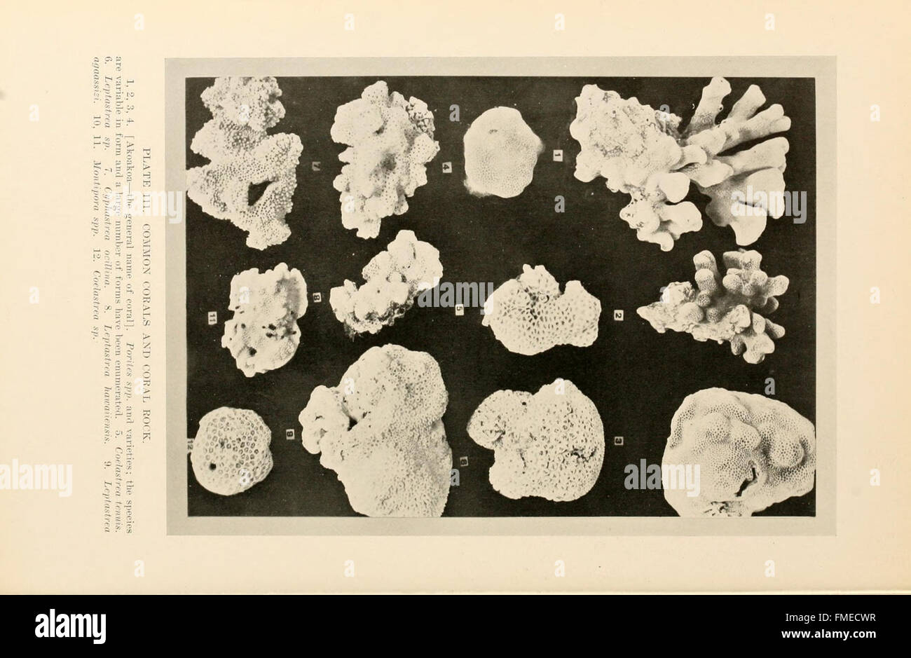 Page 486 from the 'Natural History of Hawaii' presents an overview of ...