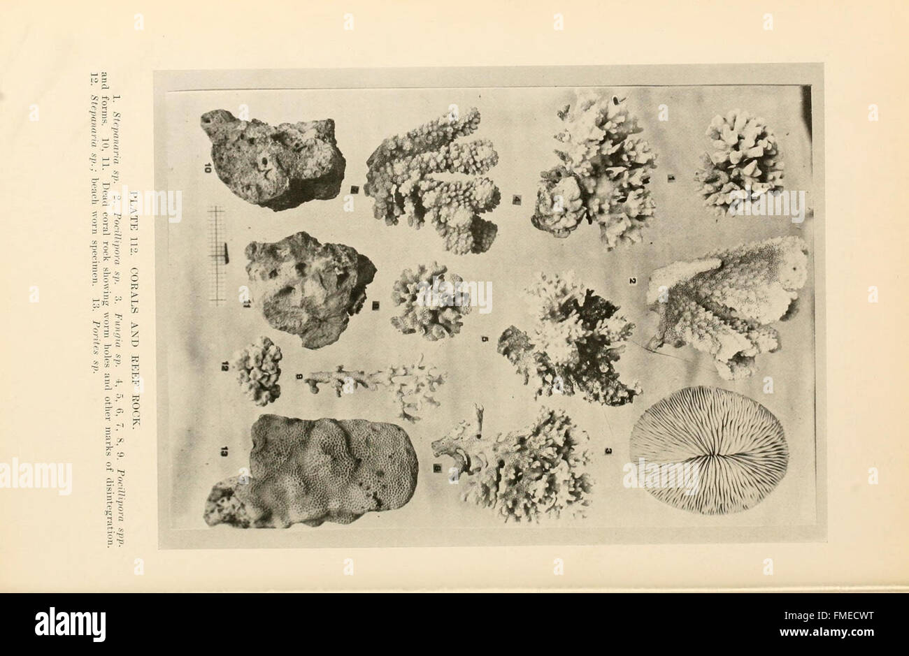 Page 488 of the 'Natural History of Hawaii' explores the unique fauna ...