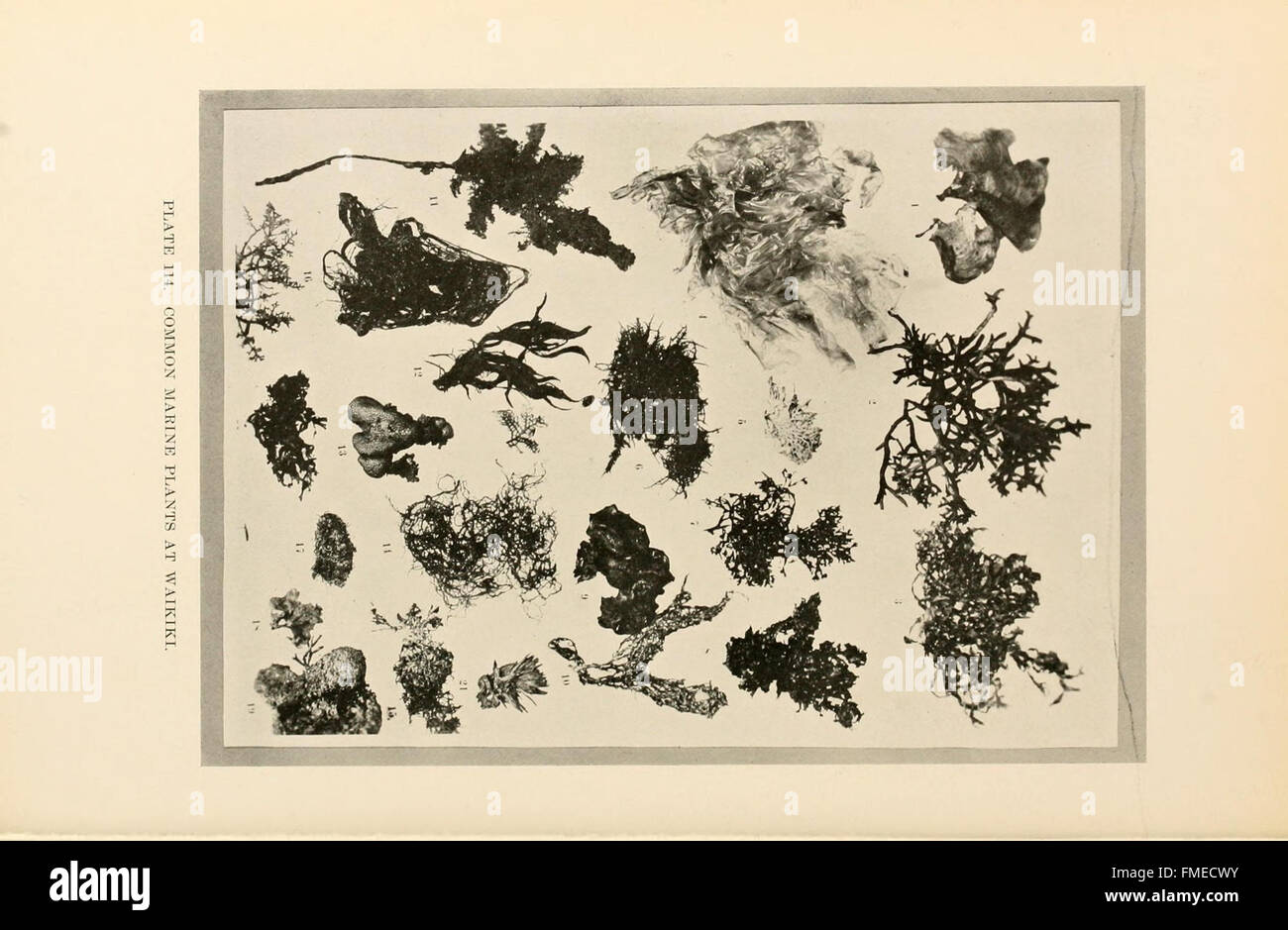 Page 492 from 'Natural History of Hawaii' offers a detailed examination ...