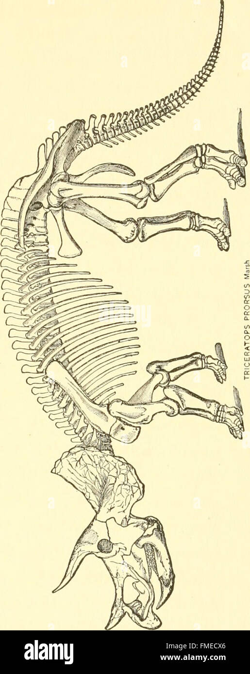 Animals of the past (1901 Stock Photo - Alamy