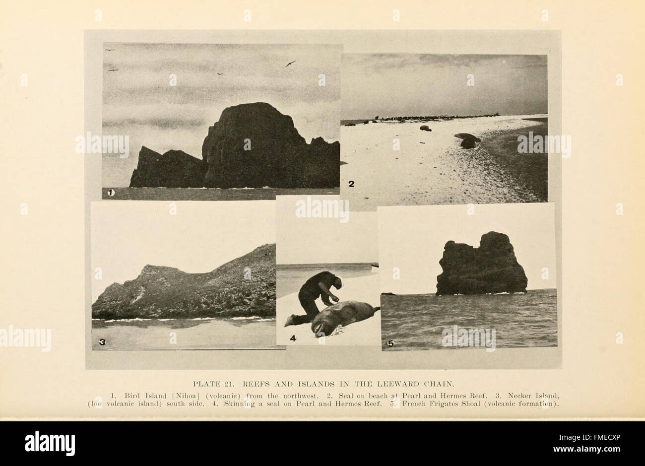 Page 96 from *Natural History of Hawaii* discusses the diverse ...