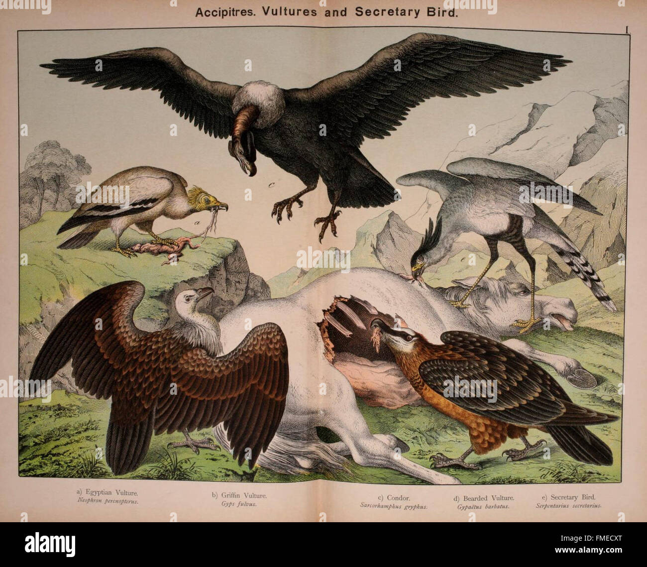 'Natural History of the Animal Kingdom for the Use of Young People ...
