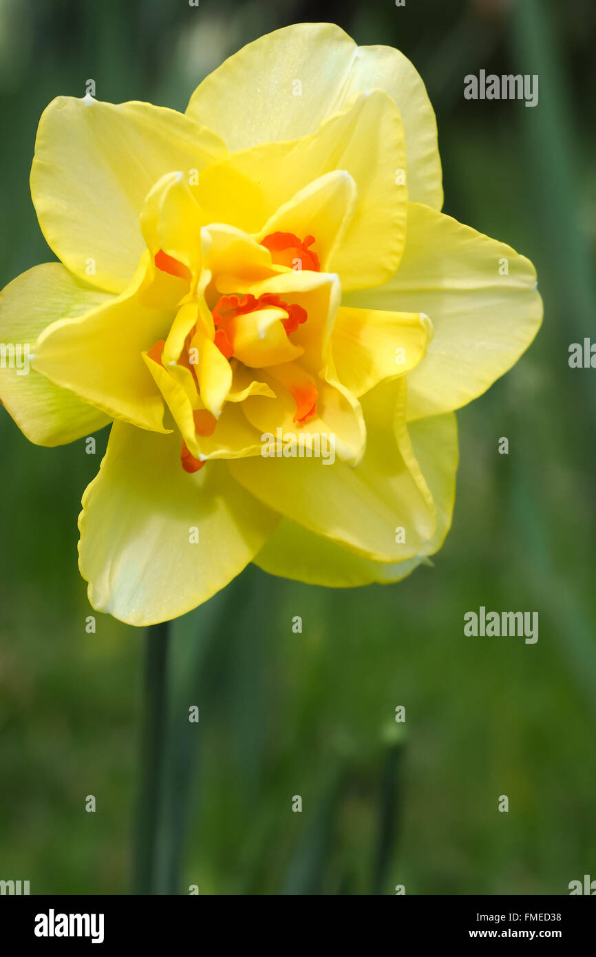 Daffodil Flower Double Yellow Orange 2 Stock Photo - Alamy