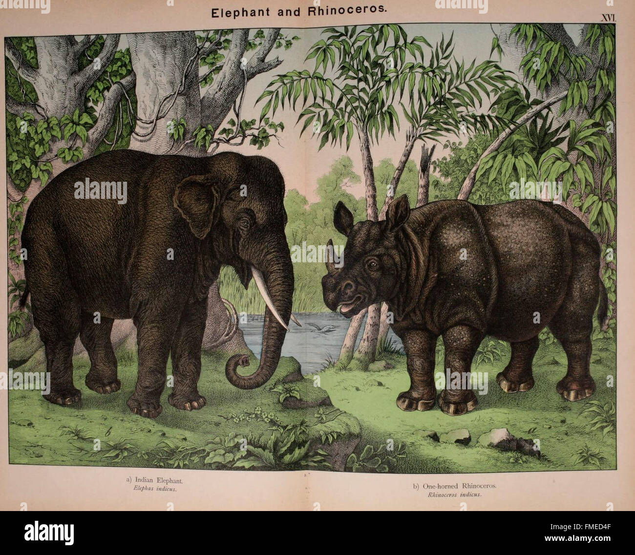 'Natural History of the Animal Kingdom for the Use of Young People ...