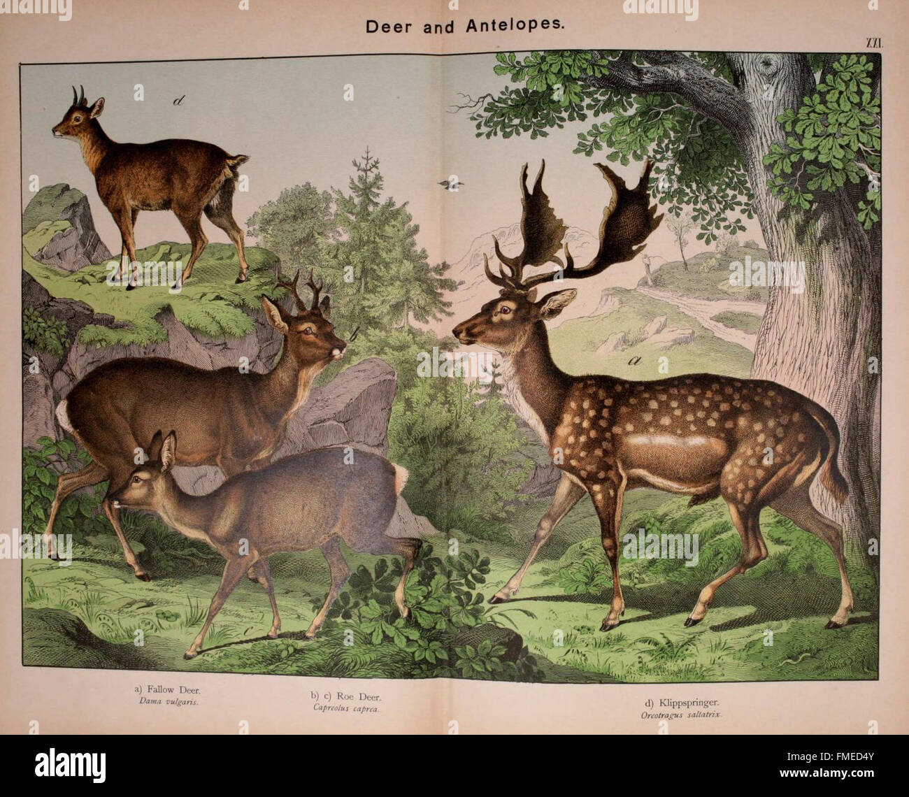 This plate from *Natural History of the Animal Kingdom* presents ...