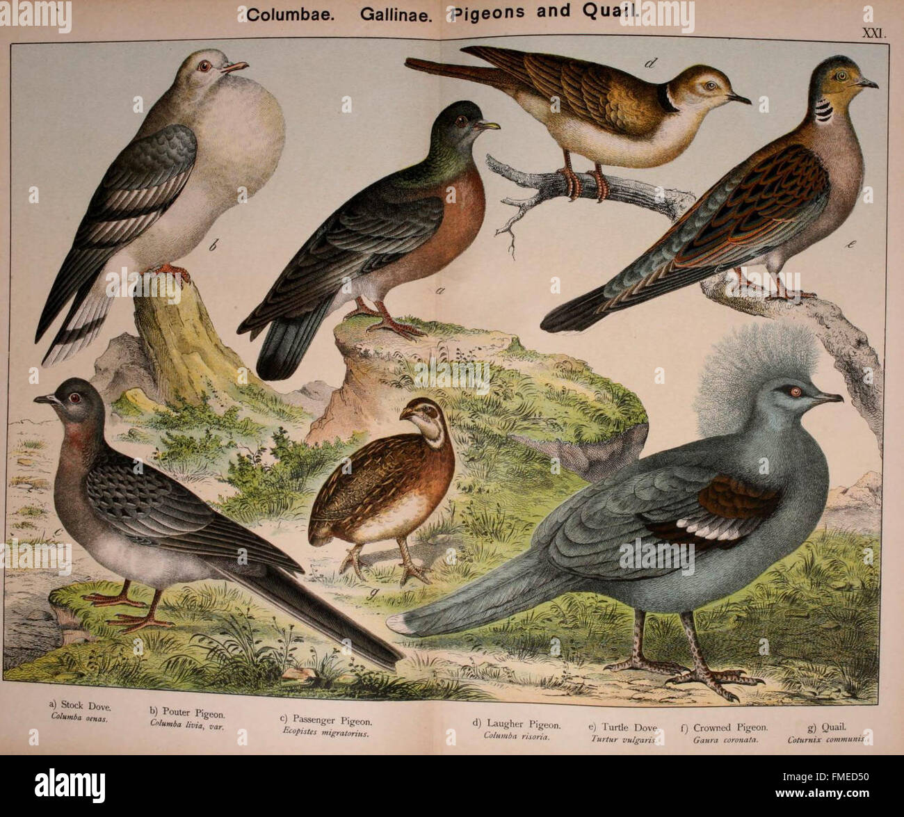 This educational illustration from the 'Natural History of the Animal ...