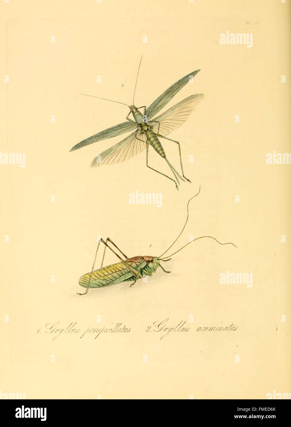 Plate 11 from 'Natural History of the Insects of China' features a ...