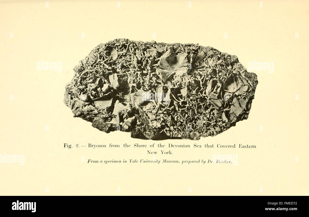 Figure 16 from 'Animals of the Past' depicts prehistoric animals ...