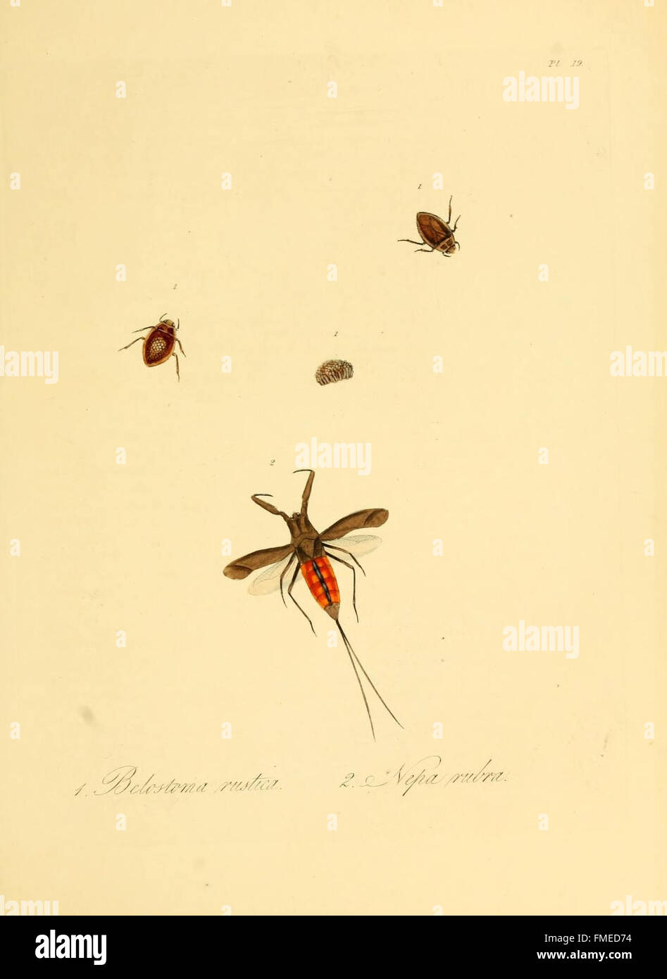 A detailed illustration of Chinese insects from 'Natural History of the ...