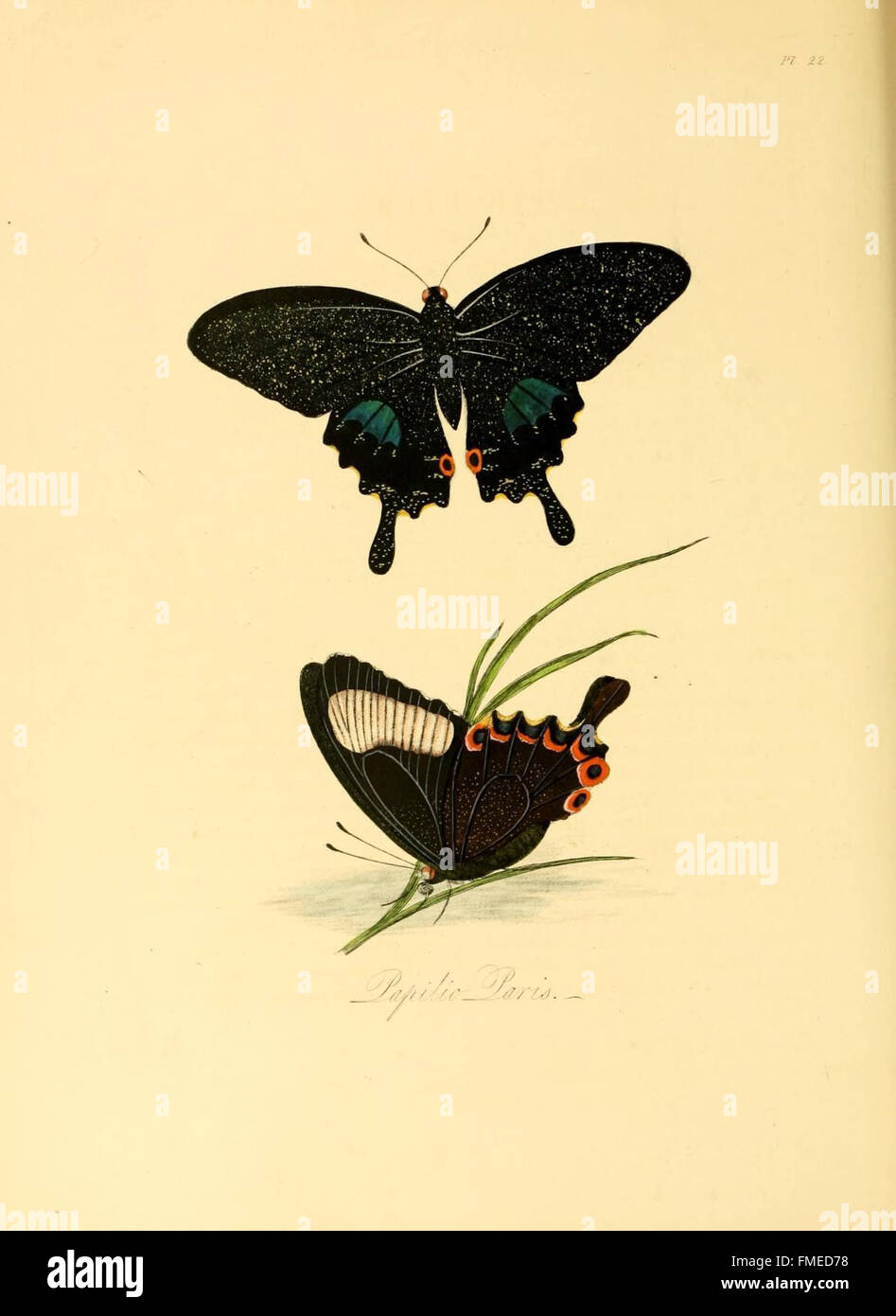 This plate from 'Natural History of the Insects of China' illustrates ...