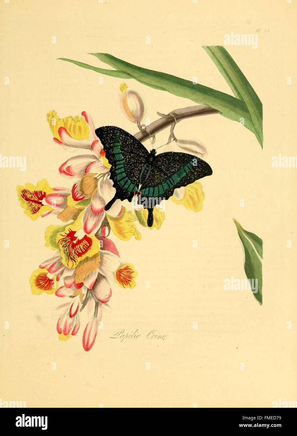 Plate 23 from 'Natural History of the Insects of China' presents a ...
