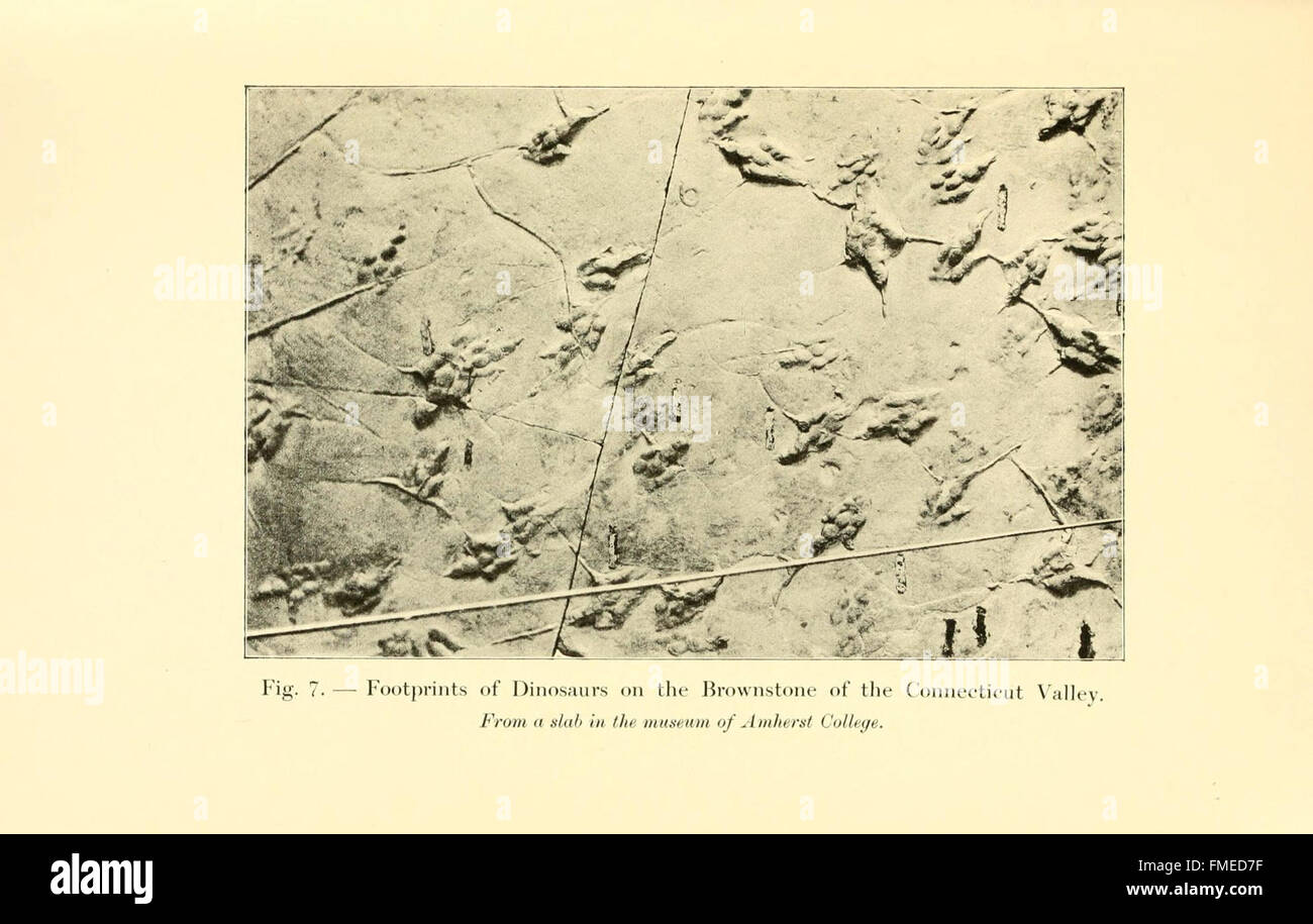 Figure 16 from 'Animals of the Past' presents an illustration of ...