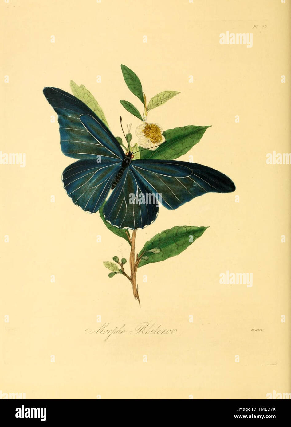 Plate 29 from 'Natural History of the Insects of China' presents ...