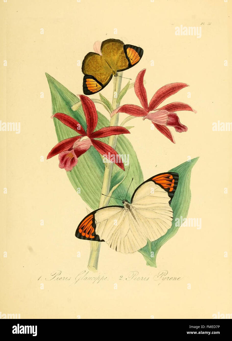 Plate 31 from 'Natural History of the Insects of China' provides an in ...