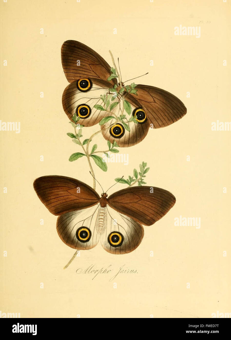 Plate 33 from 'Natural History of the Insects of China' presents a ...