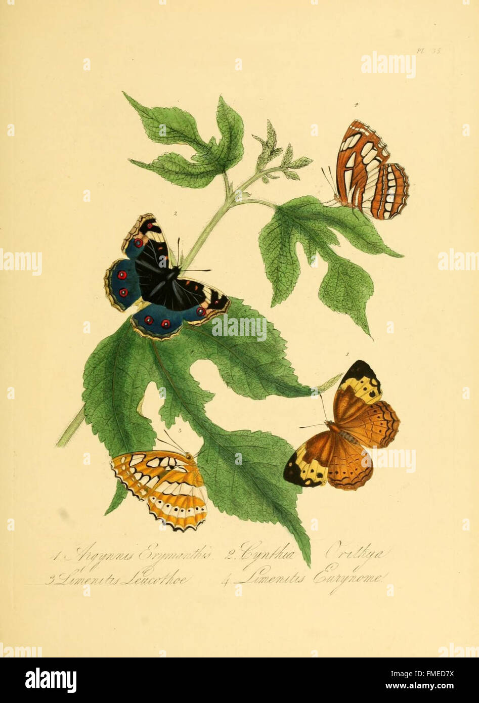 Plate 35 from 'Natural History of the Insects of China' presents ...