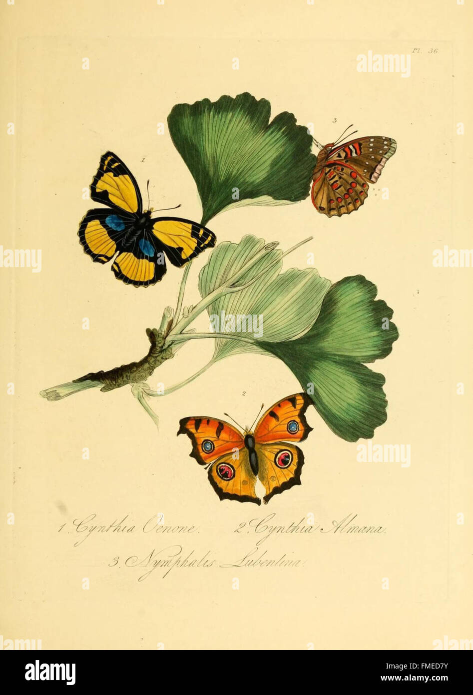 Plate 36 from 'Natural History of the Insects of China' showcases ...
