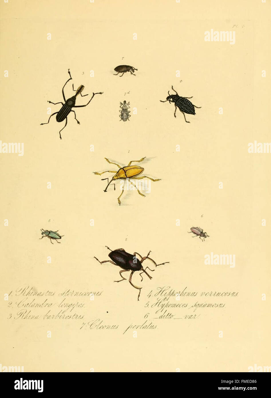 Plate 4 of 'Natural History of the Insects of China' depicts various ...