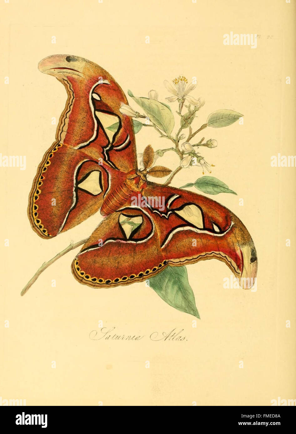 This plate features various species of insects found in China ...