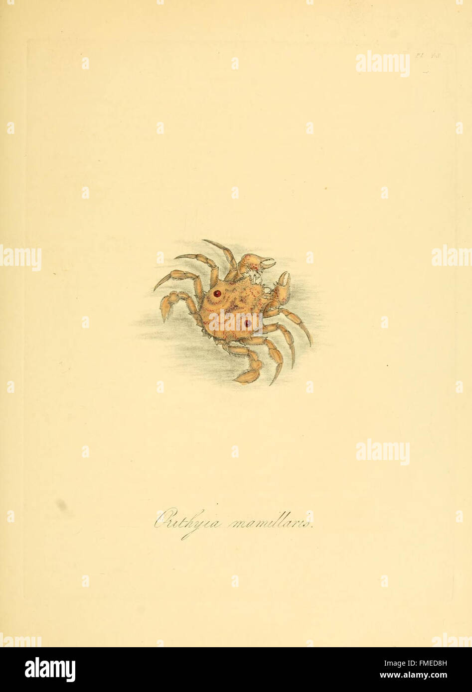 Plate 48 from 'Natural History of the Insects of China' depicts various ...