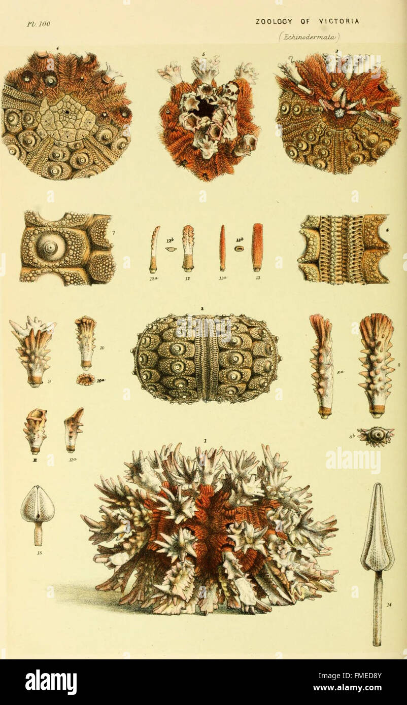 'Natural History of Victoria' Plate 100 depicts the region’s unique ...