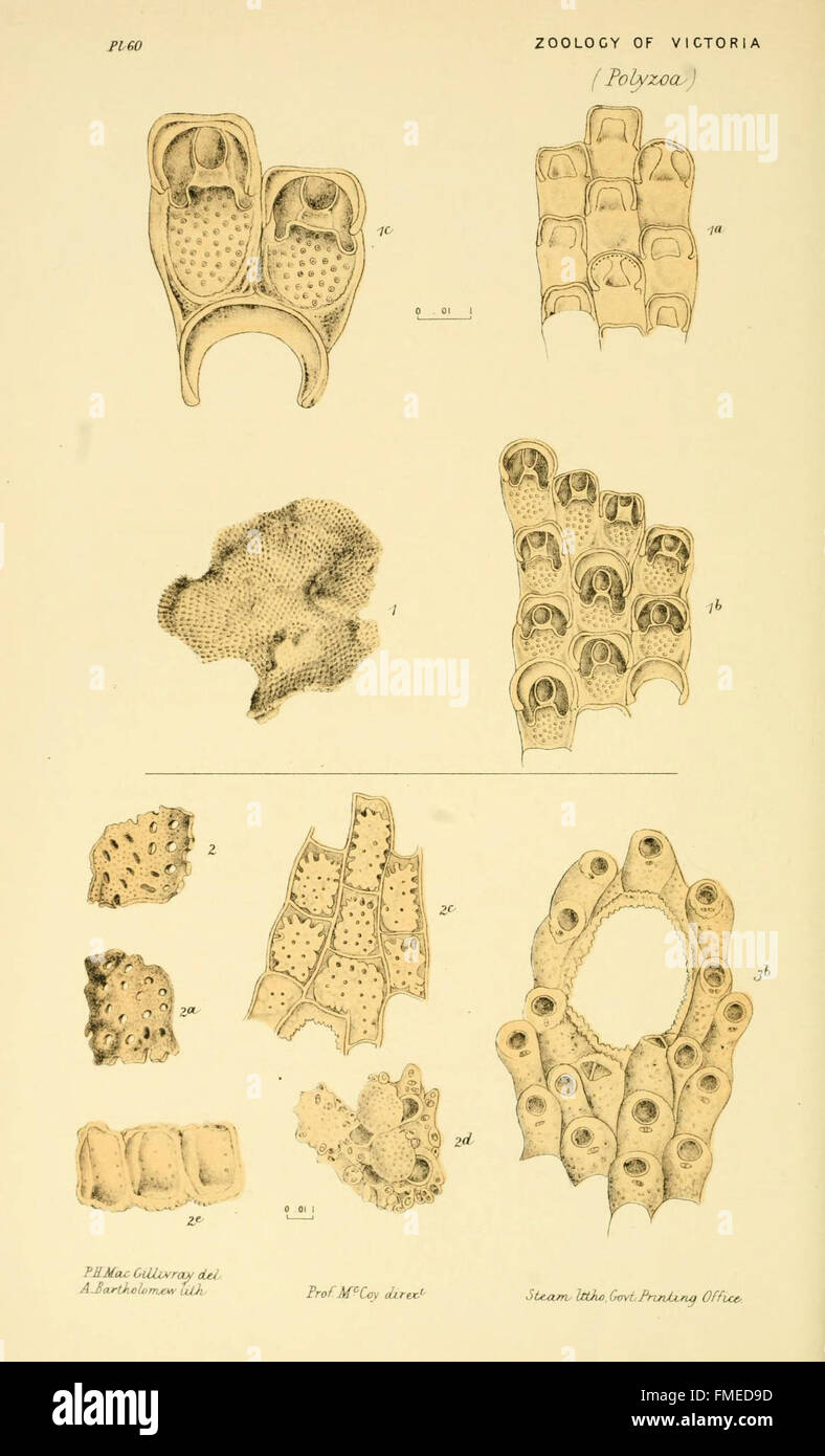 Plate 60 from the 'Natural History of Victoria' presents detailed ...