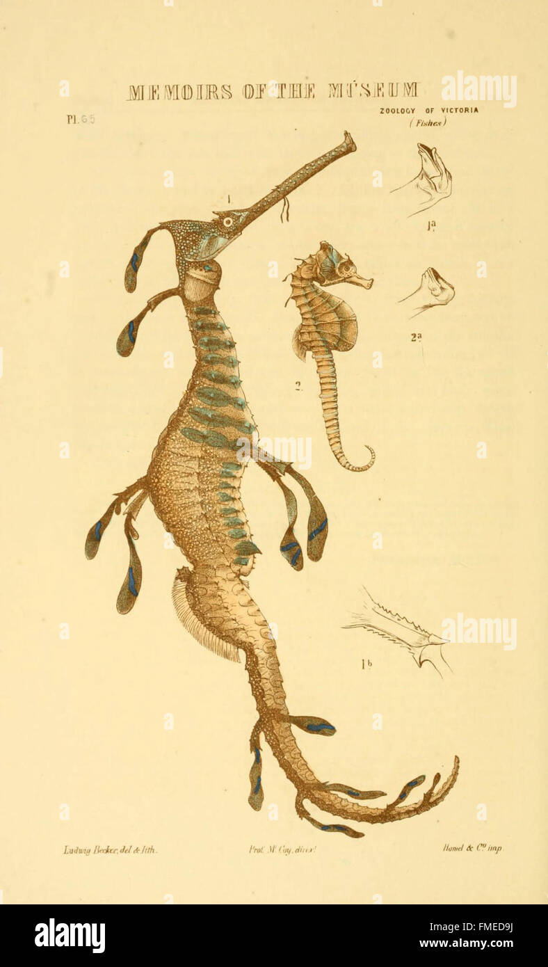 The 'Natural History of Victoria' series provides insights into the ...