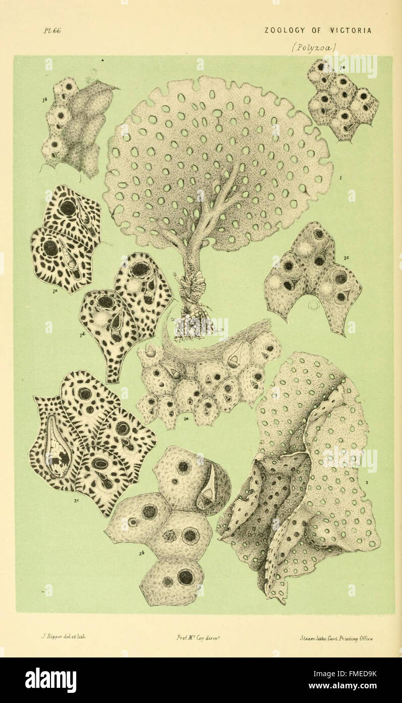 Plate 66 from the 'Natural History of Victoria' showcases various plant ...