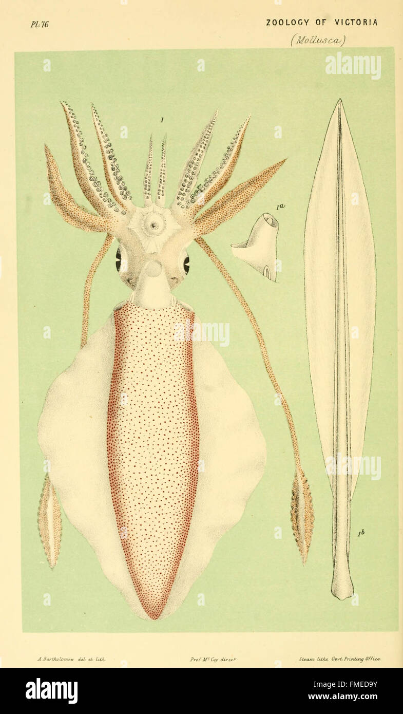 The *Natural History of Victoria* offers an in-depth look at the ...