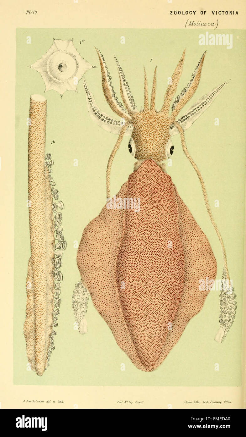 This plate from the 'Natural History of Victoria' showcases the diverse ...