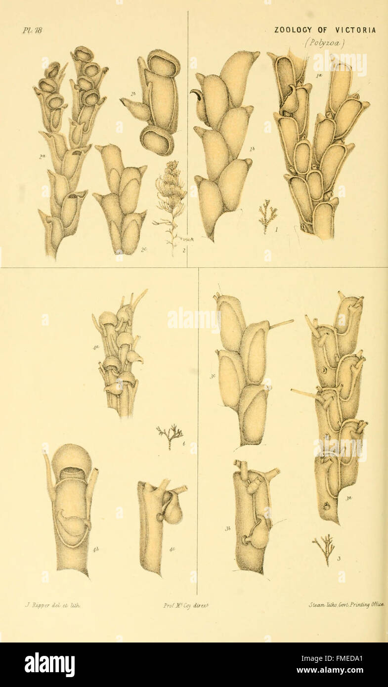 Plate 78 from the 'Natural History of Victoria' features depictions of ...