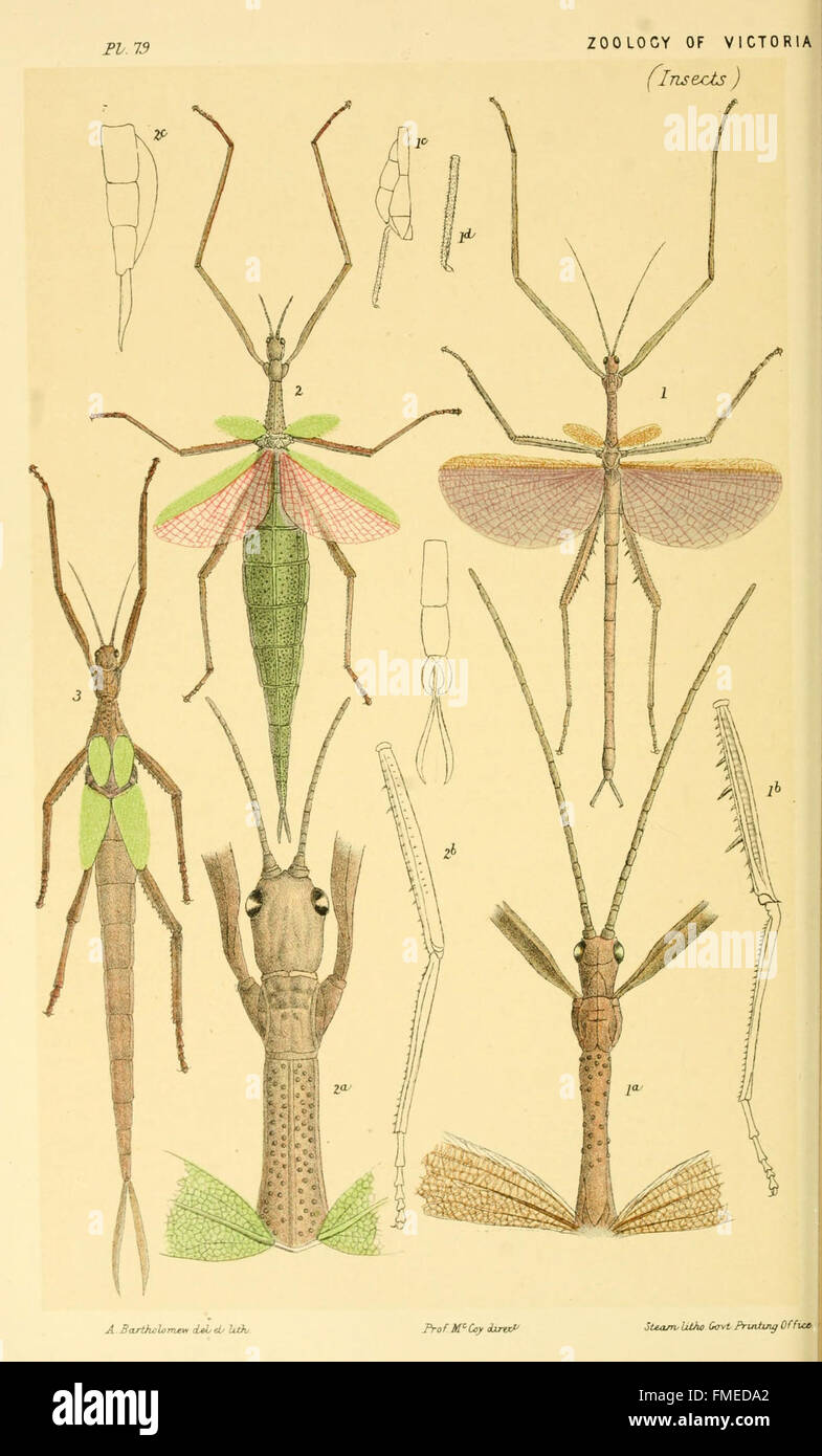 Plate 79 from the 'Natural History of Victoria' showcases the region's ...