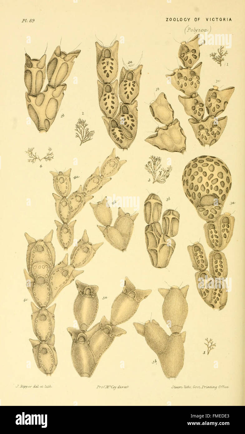 'Natural History of Victoria' (Plate 89) focuses on the flora and fauna ...