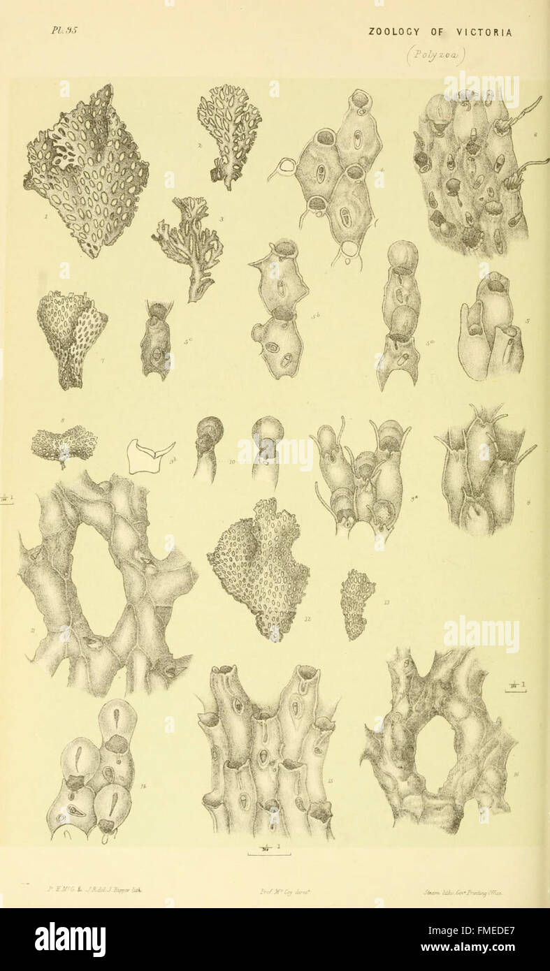 Plate 95 from the 'Natural History of Victoria' features detailed ...