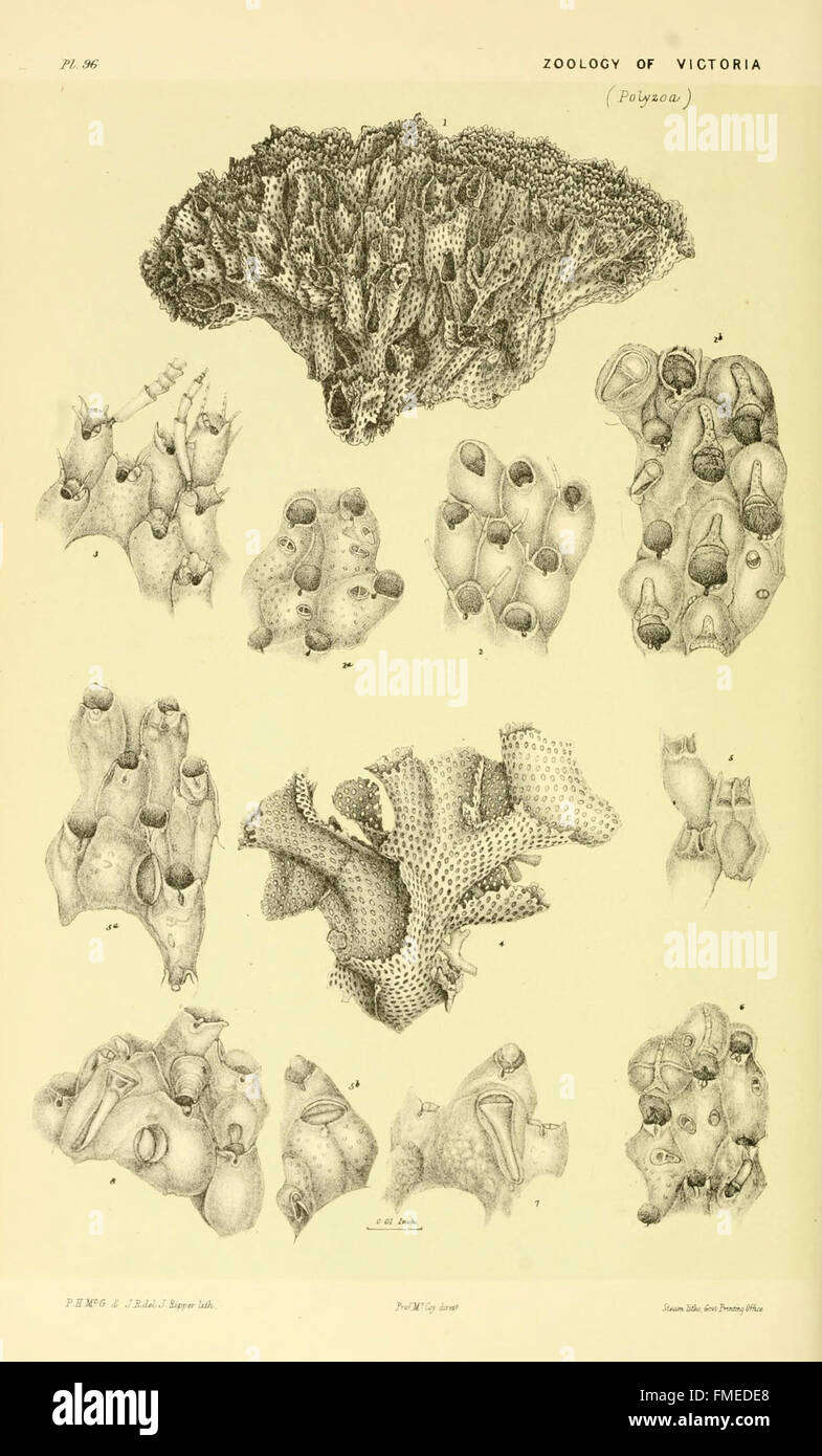 Natural history of Victoria (Pl. 96 Stock Photo - Alamy