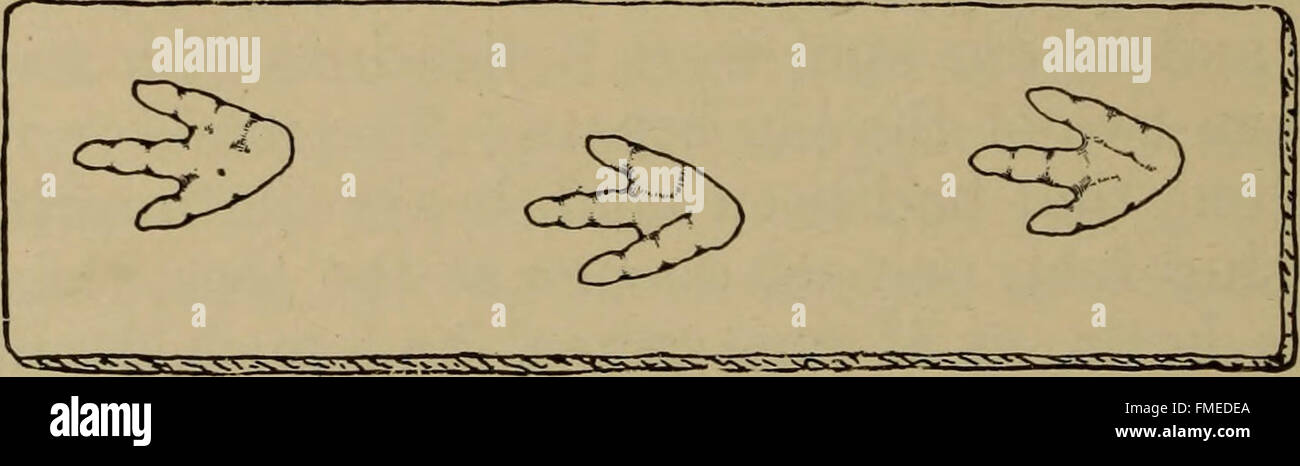 'Animals of the Past' (1929) offers an overview of ancient creatures ...