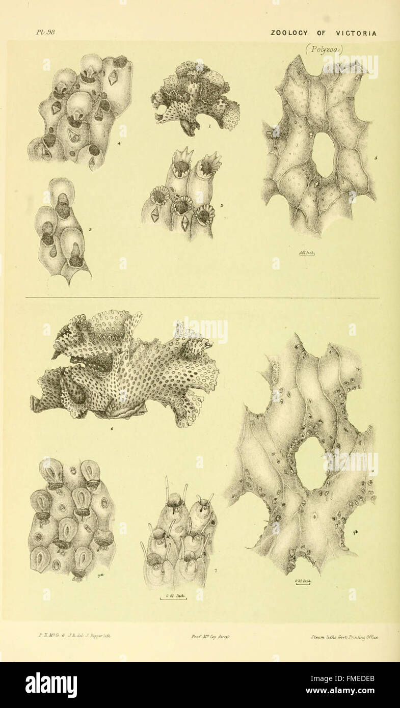 This work provides a detailed overview of the flora and fauna of ...