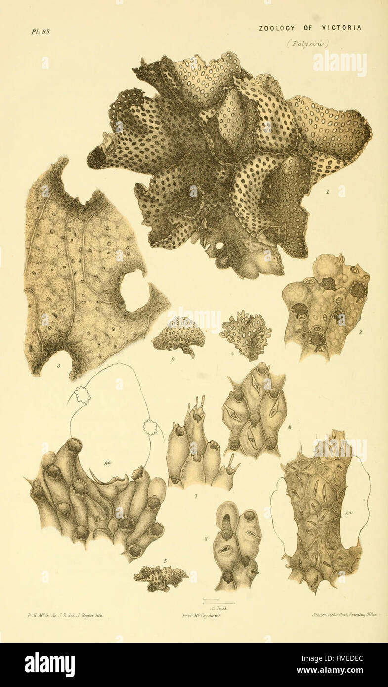 Plate 99 from the 'Natural History of Victoria' showcases the diverse ...