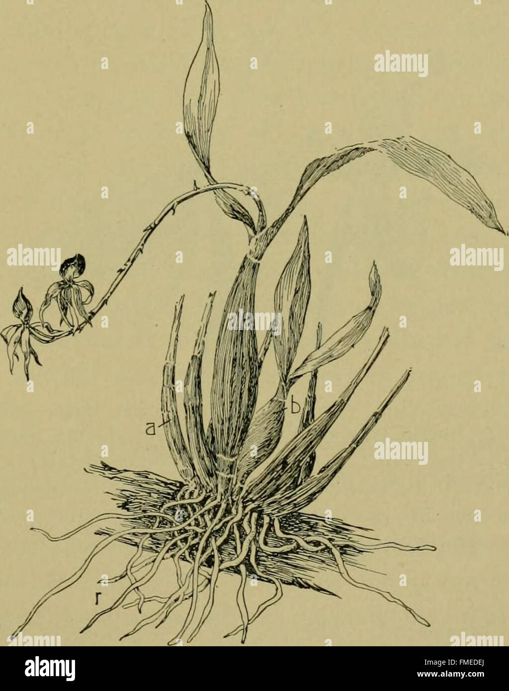 'Nature and Development of Plants' (1907) explores the growth processes ...