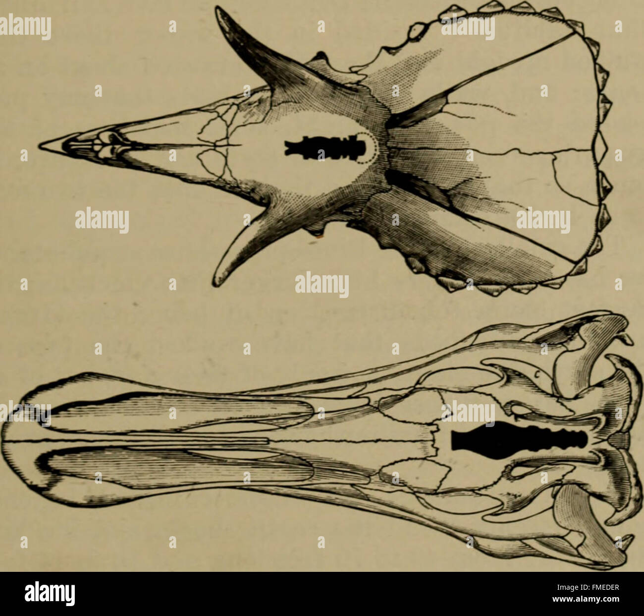 'Animals of the Past' (1929) offers an account of prehistoric creatures ...