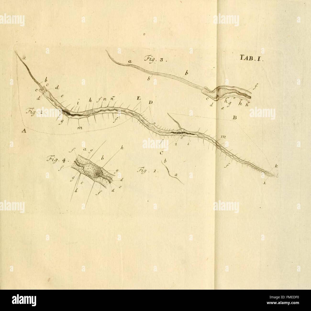 This plate illustrates worm species from freshwater and saltwater ...