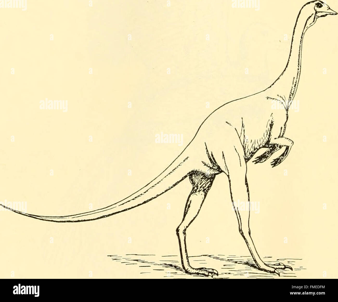 *Animal Biology* (1933) is a textbook providing an overview of animal ...