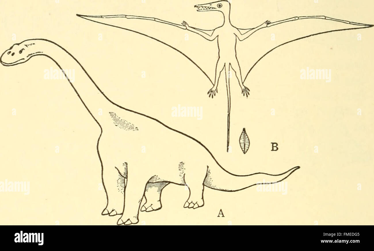 Animal biology 1938 hi-res stock photography and images - Alamy