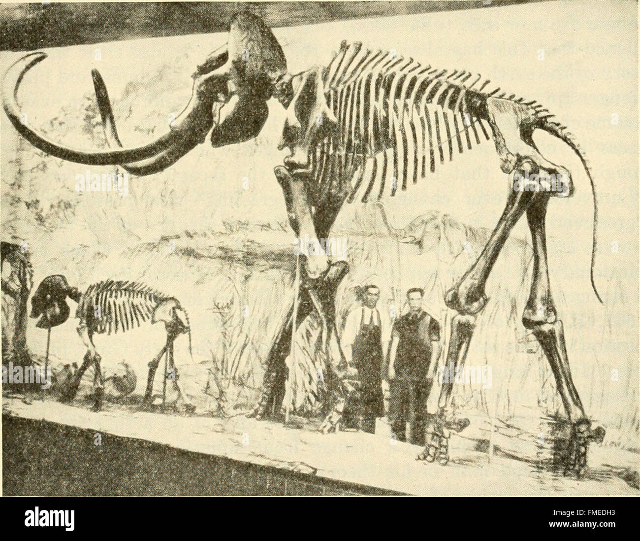 'Animal Biology' (1940) explores the biological characteristics of ...