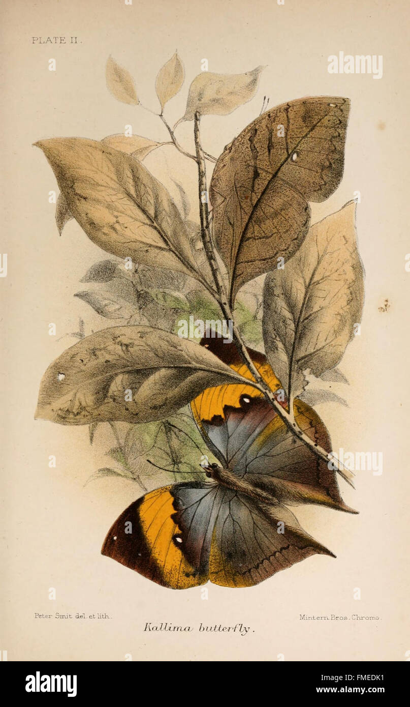 Plate II from 'Animal Coloration' showcases various animal species ...