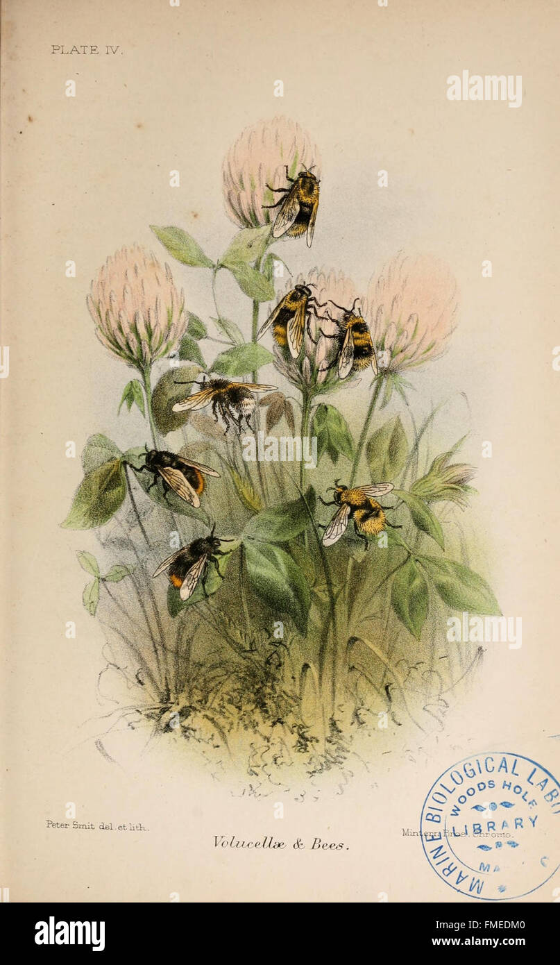 Plate IV from 'Animal Coloration' explores the patterns and mechanisms ...